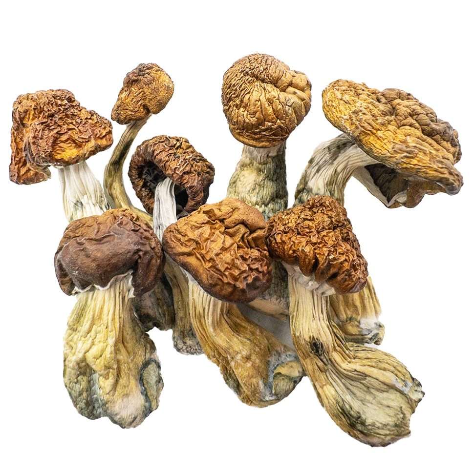 Blue Meanies Magic Mushrooms Panaeolus Cyanescen 1